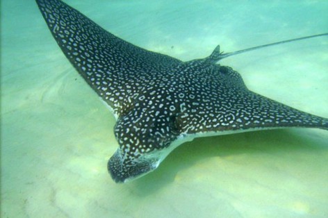 Spotted eagle ray – Save our Sharks NL