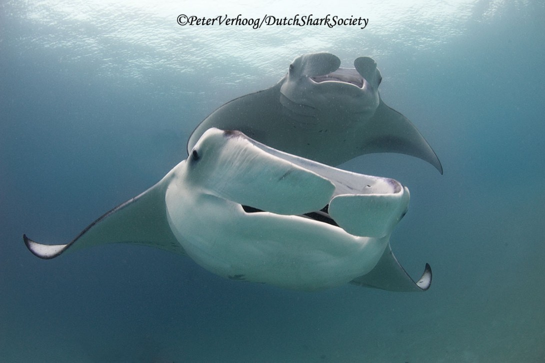 Manta ray – Save our Sharks NL