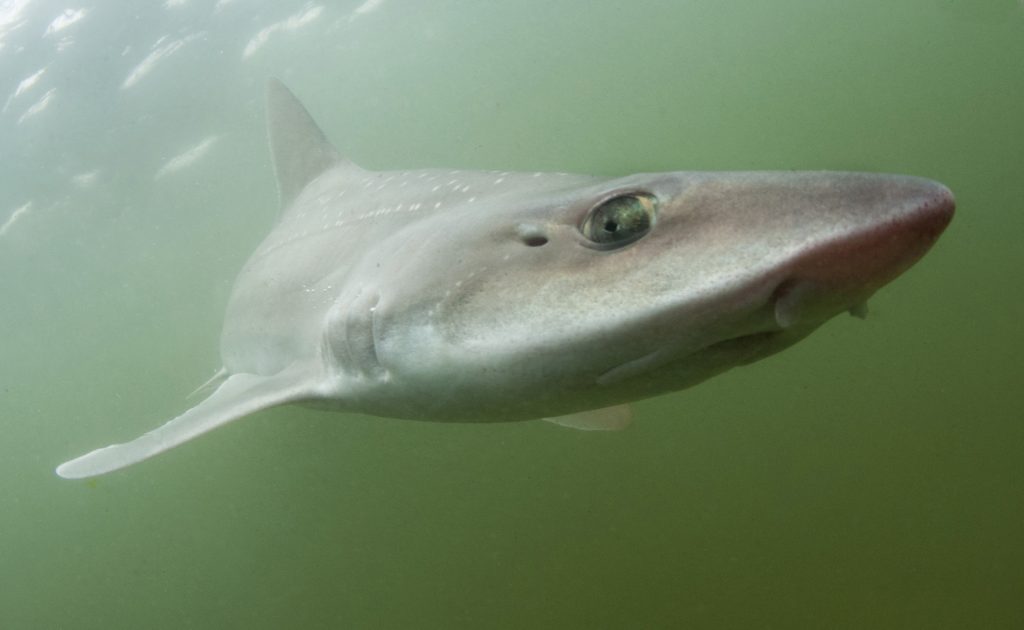 Half of Dutch people swim with sharks without their knowledge – Save ...