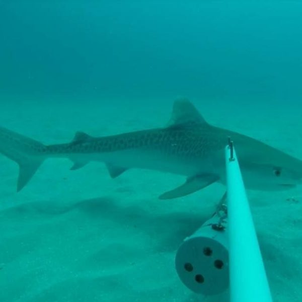Voorbereidingen voor BRUV monitoring op Curaçao – Save our Sharks NL