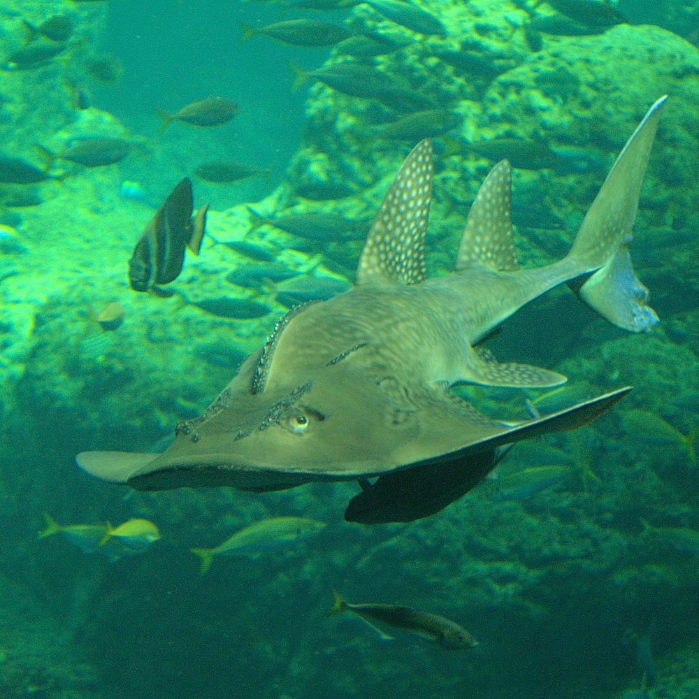 Are rays flat sharks? – Save our Sharks NL