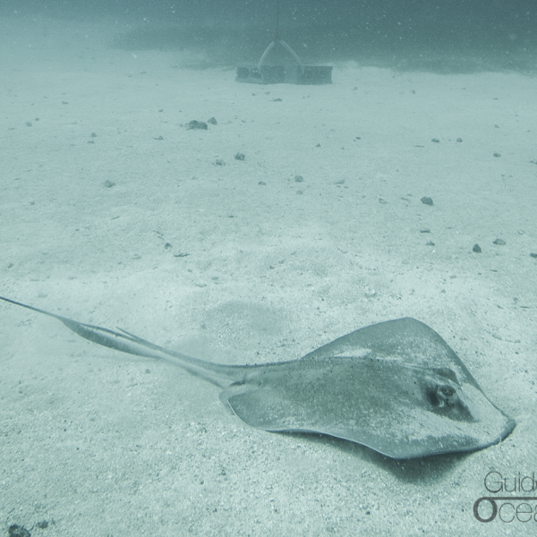 Are rays flat sharks? – Save our Sharks NL