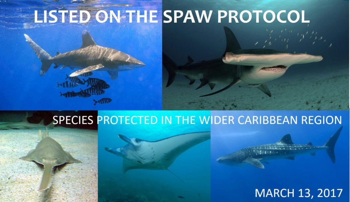 Major steps for international protection of Caribbean sharks following ...