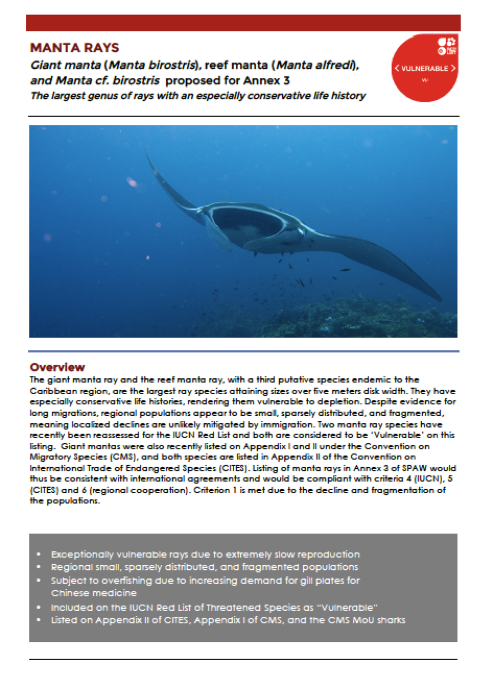 Manta ray – Save our Sharks NL