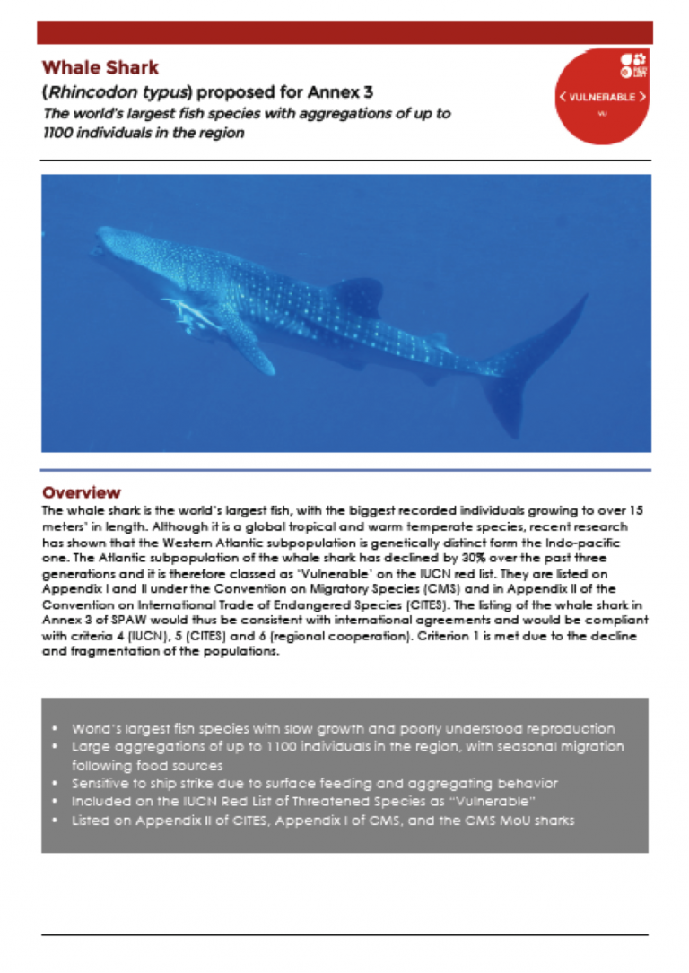 Whale shark – Save our Sharks NL