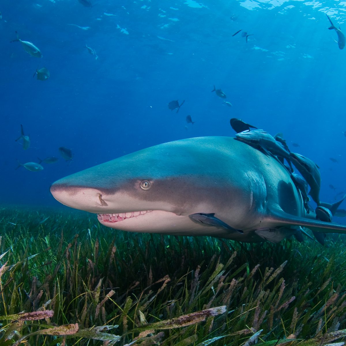 7 Things we learned about sharks this year – Save our Sharks NL
