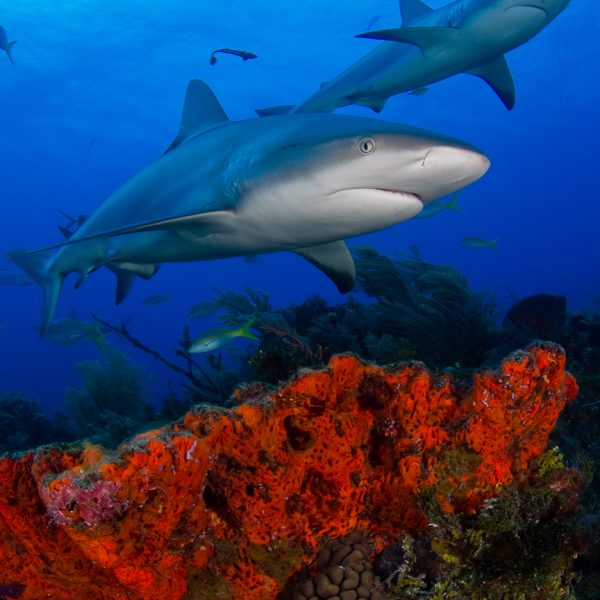 Good news for sharks from Curacao: government to make haste with shark ...