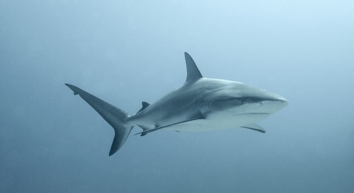 Shark finning filmpje uit Curaçao duikt op – Save our Sharks NL